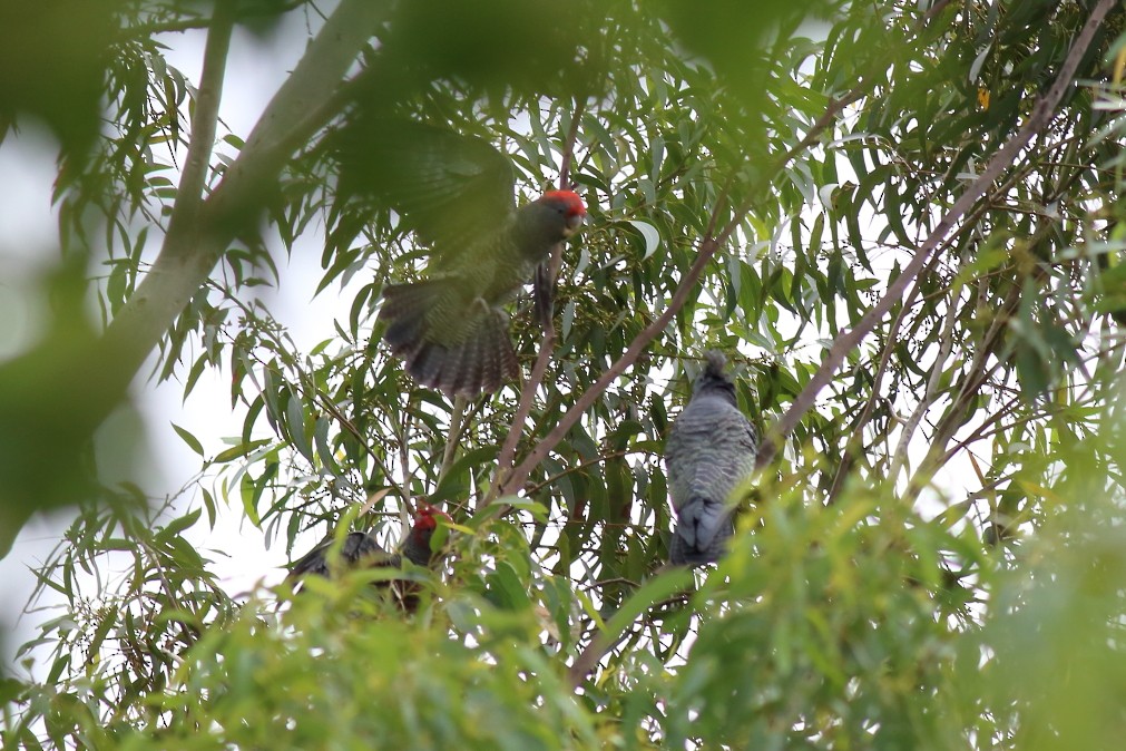 eBird Checklist - 22 Mar 2025 - 10 Elnathan Parade, Mount Pleasant, New ...