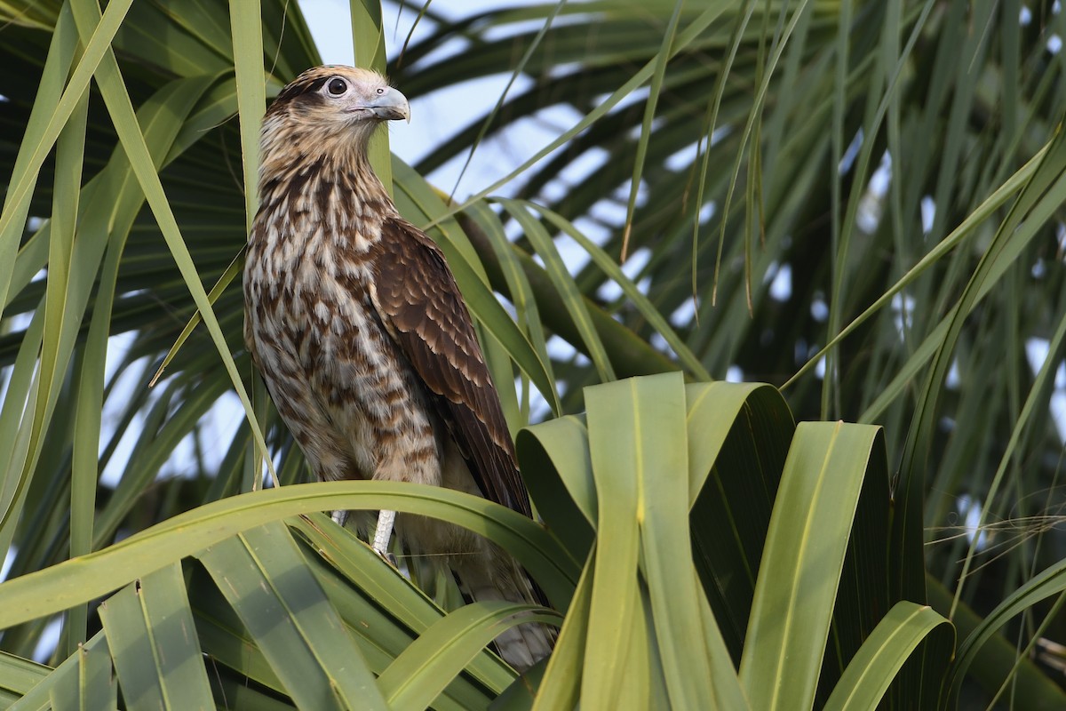 eBird Checklist - 4 Apr 2025 - Galveston Airport/Tin Cup’s Caddy Shack ...