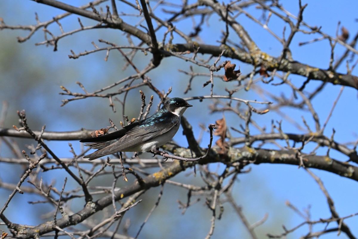 eBird Checklist - 4 Apr 2025 - Traylor Ranch Bird Sanctuary and Nature ...