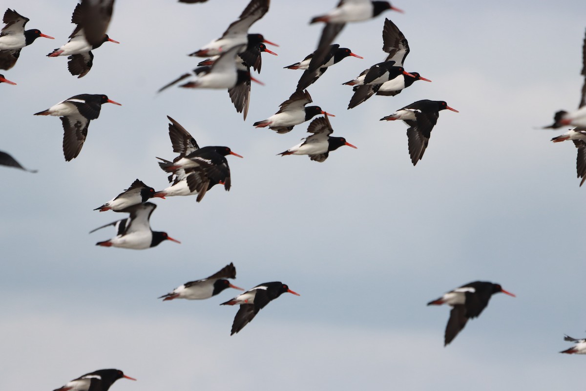 eBird Checklist - 1 Apr 2025 - Stockyard Point - 46 species