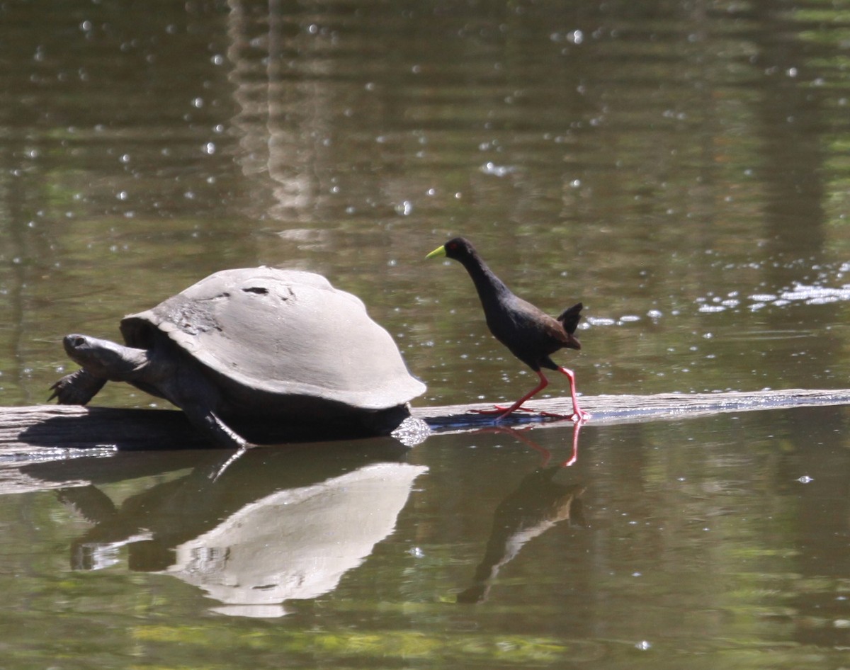 eBird Checklist - 2 Dec 2014 - Kruger NP--Lake Panic Bird Hide - 15 species