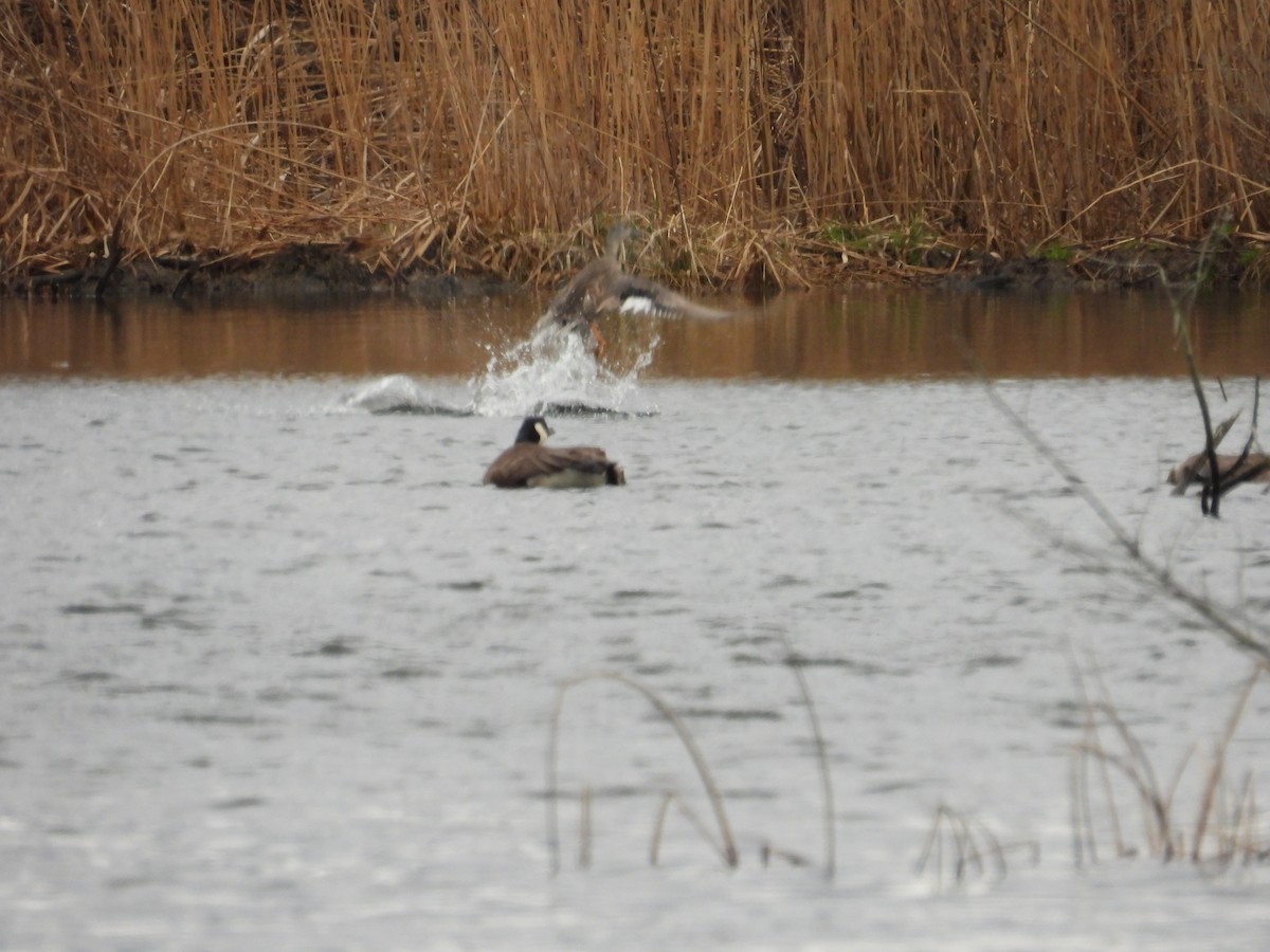 eBird Checklist - 3 Apr 2025 - Hartson Swamp WMA - 18 species (+1 other ...