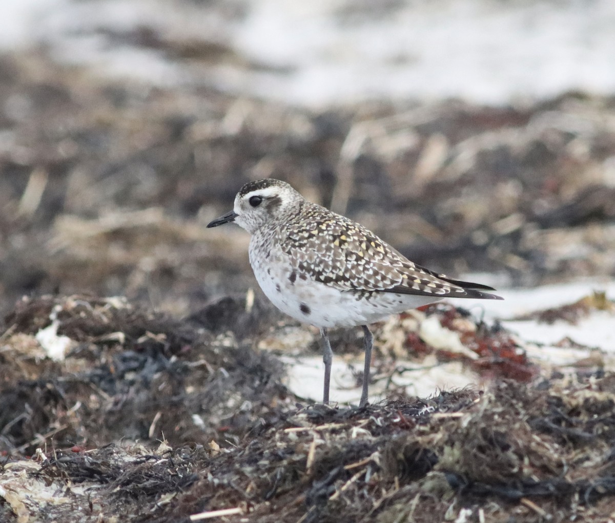 eBird Checklist - 5 Apr 2025 - Martinique Beach Provincial Park - 18 ...