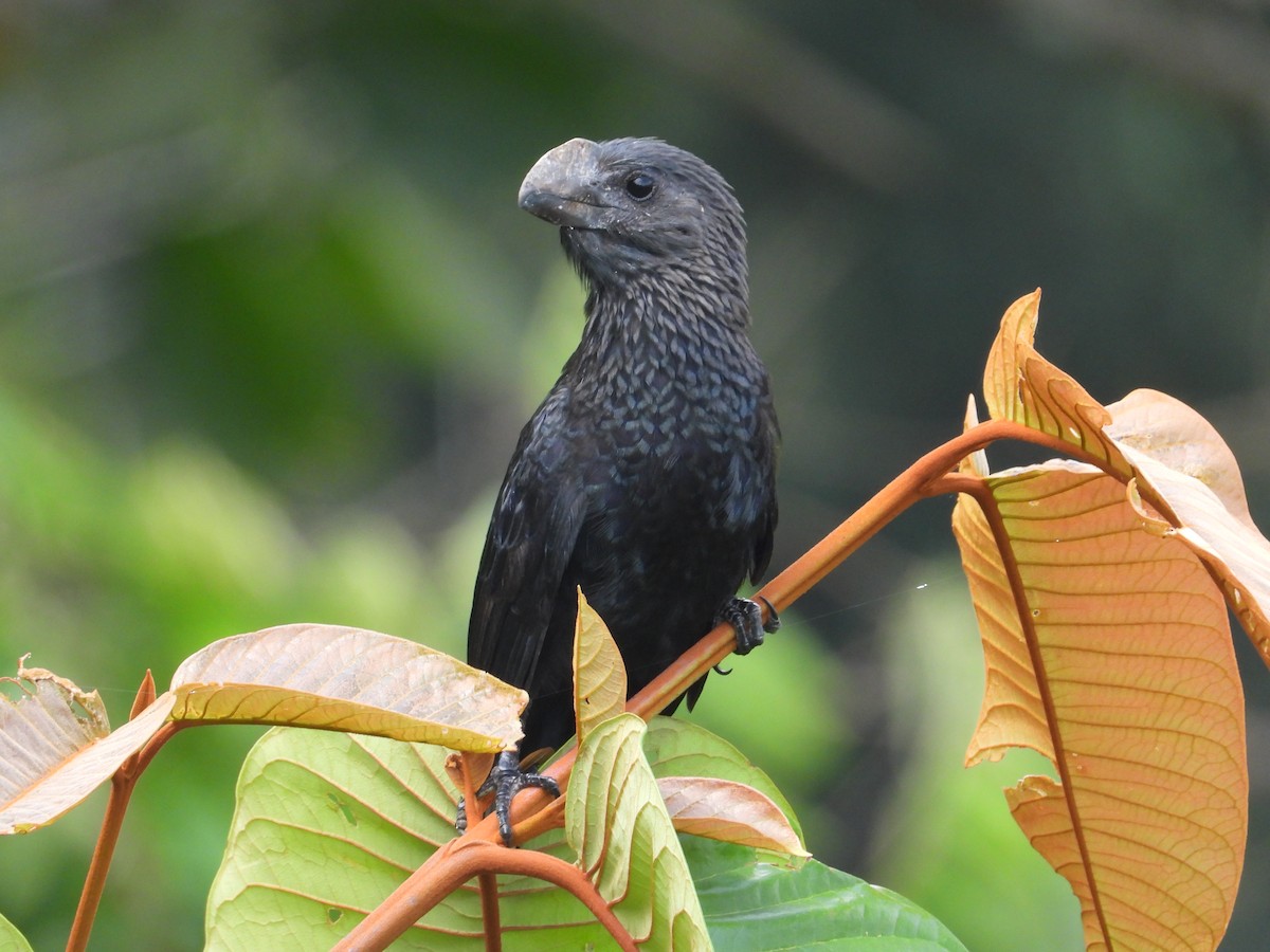 eBird Checklist - 26 Mar 2025 - Cuesta Macho Sardinata - 46 species