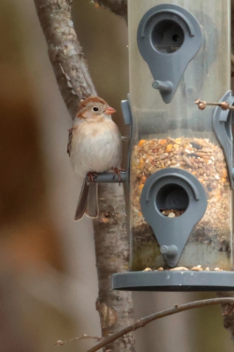 eBird Checklist - 5 Apr 2025 - Rang des Beaumont, Québec, Québec, CA ...