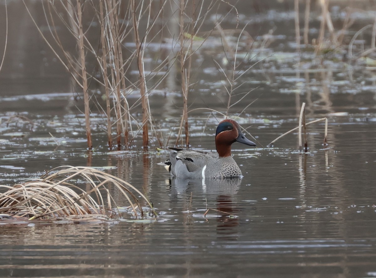 eBird Checklist - 5 Apr 2025 - Burrage Pond WMA - 23 species