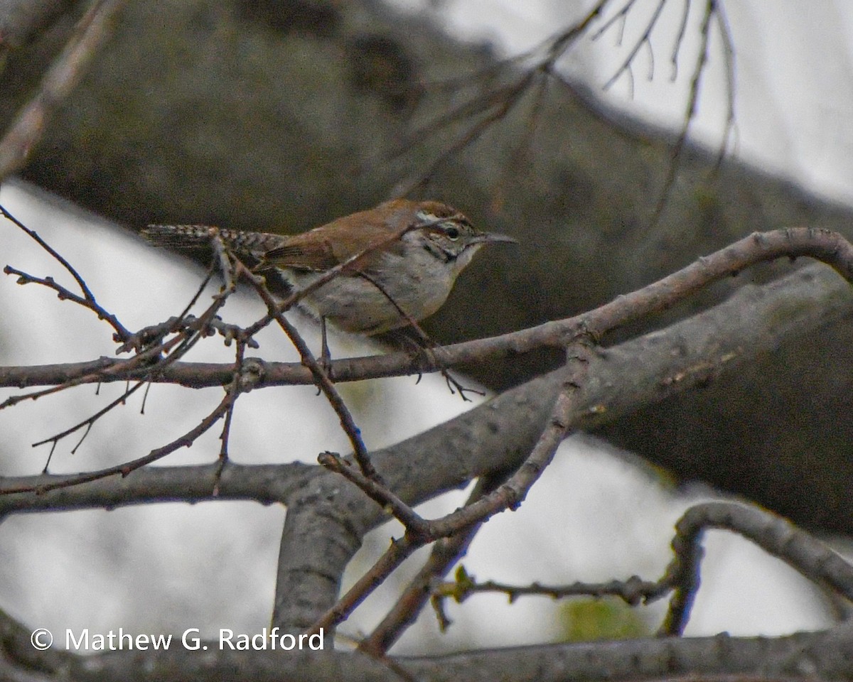 eBird Checklist - 5 Apr 2025 - Bixby Sod Farms - 16 species (+2 other taxa)