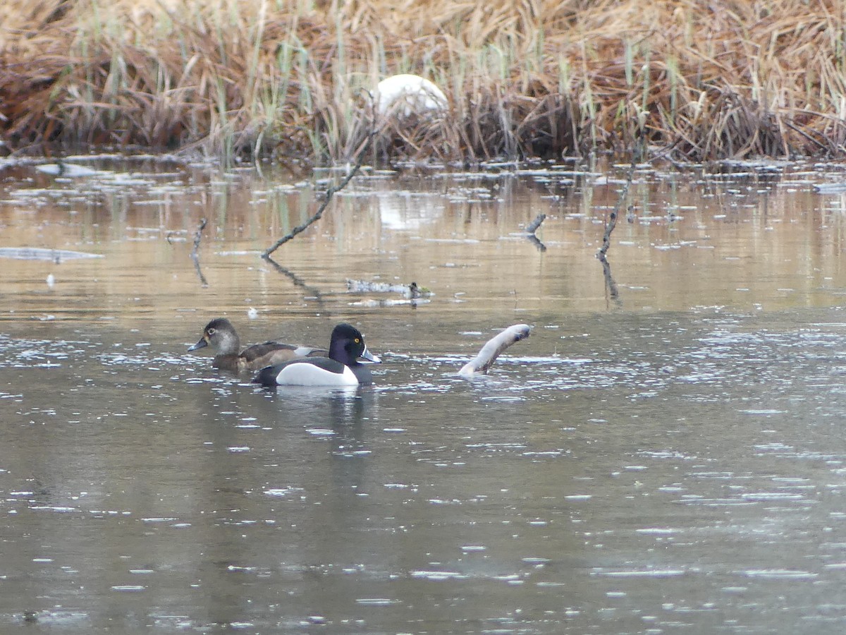 eBird Checklist - 5 Apr 2025 - Riverside Rotary Park - 4 species