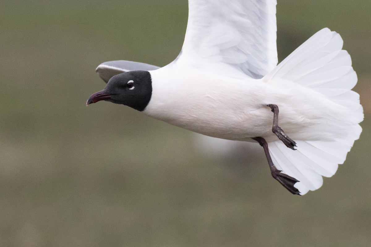 eBird Checklist - 5 Apr 2025 - Liberty SP - 39 species