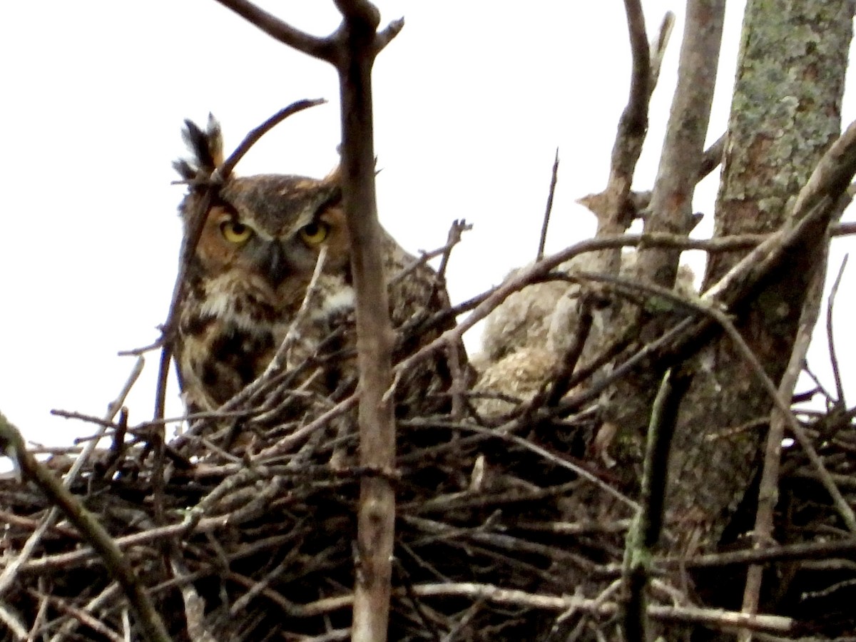 eBird Checklist - 5 Apr 2025 - Lake Ontario State Parkway Multi-Use ...
