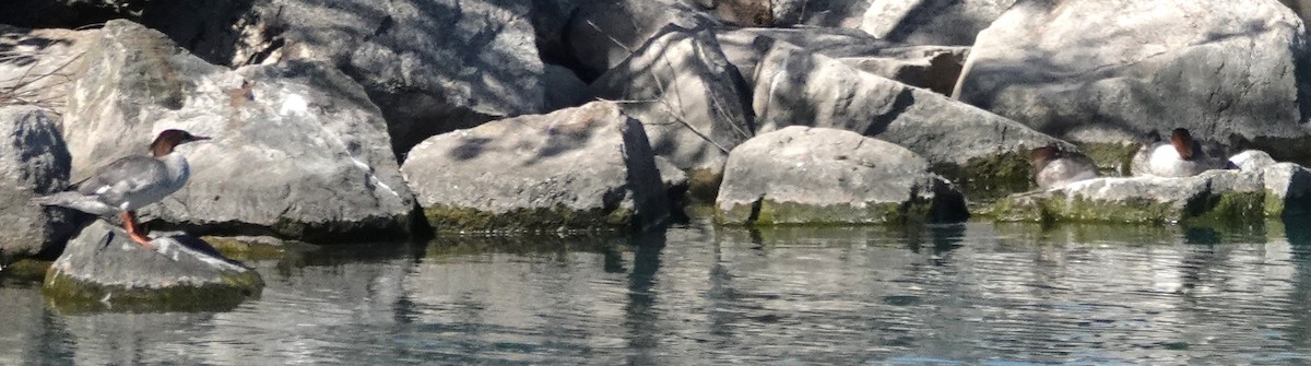 eBird Checklist - 5 Apr 2025 - Sun City Grand--Desert Springs Golf ...