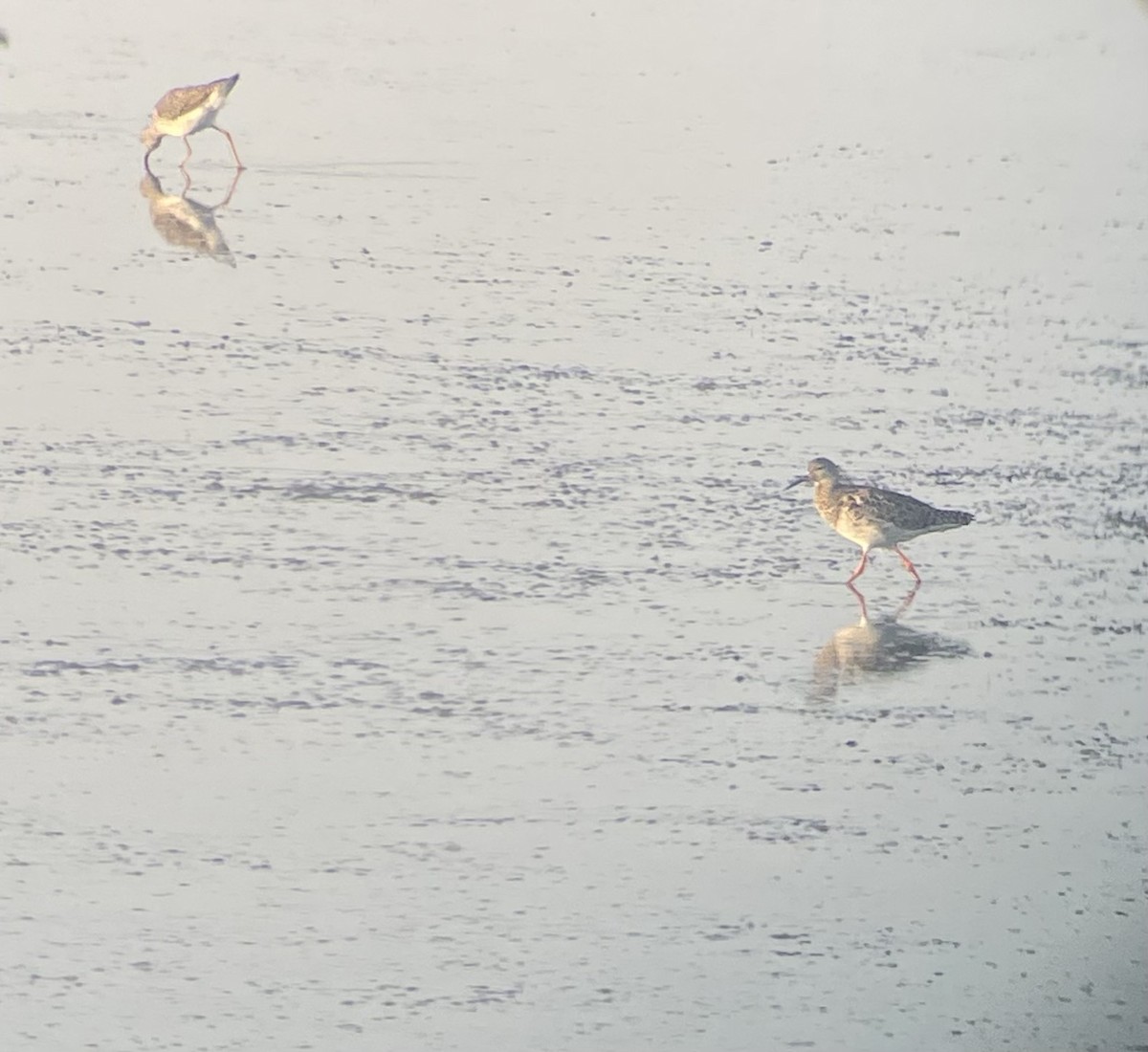 eBird Checklist - 5 Apr 2025 - Cape Henlopen SP--Gordon's Pond - 56 ...