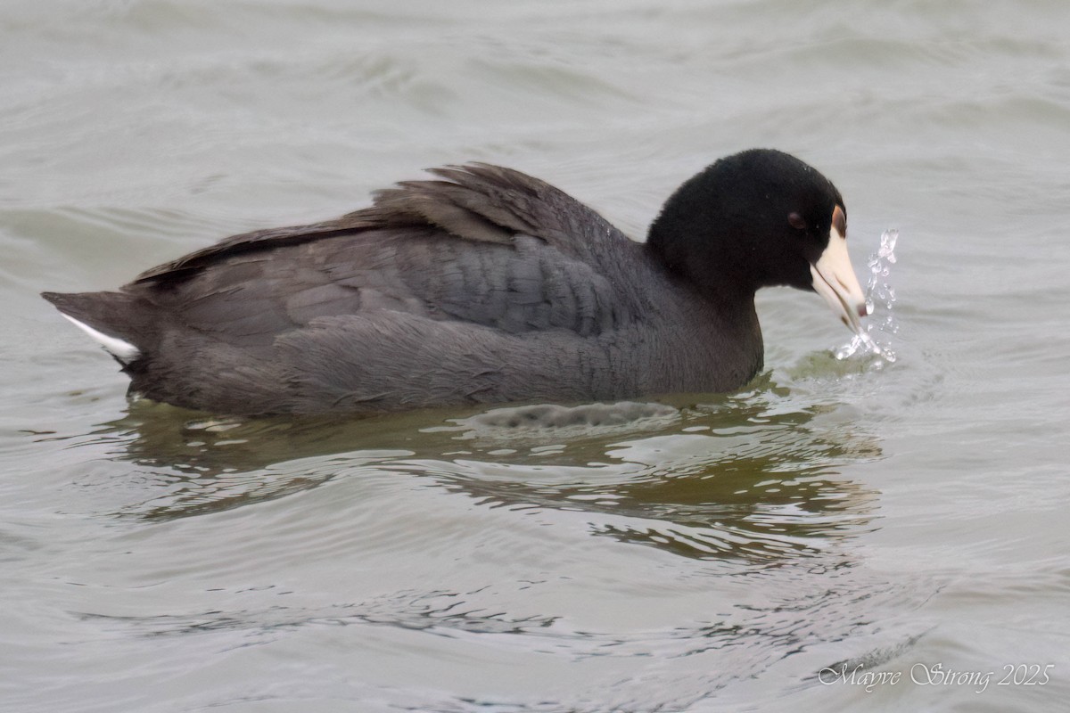 eBird Checklist - 5 Apr 2025 - Ray Roberts Lake SP--Isle du Bois (PPW-W 107) - 39 species