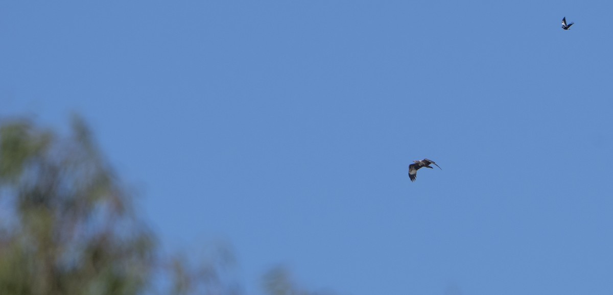 eBird Checklist - 6 Apr 2025 - Higgins - 22 species