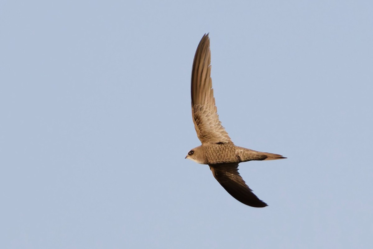 eBird Checklist - 5 Apr 2025 - Al Maha Forest--Pivot Fields (no access ...