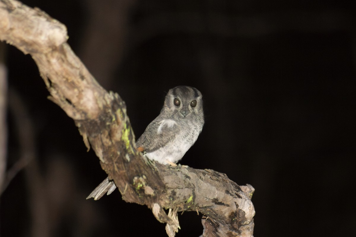 eBird Checklist - 5 Apr 2025 - Promisedland Road, Booyal, Queensland ...