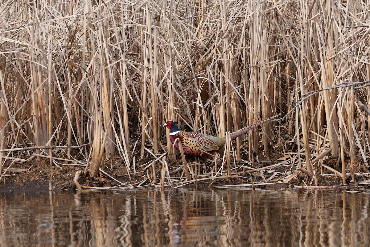ML633270851 - Ring-necked Pheasant - Macaulay Library