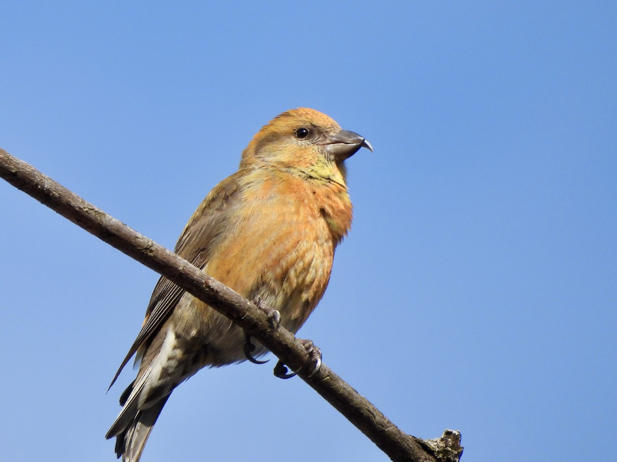 eBird Checklist - 6 Apr 2025 - Kettle Moraine SF--Scuppernong Spring ...