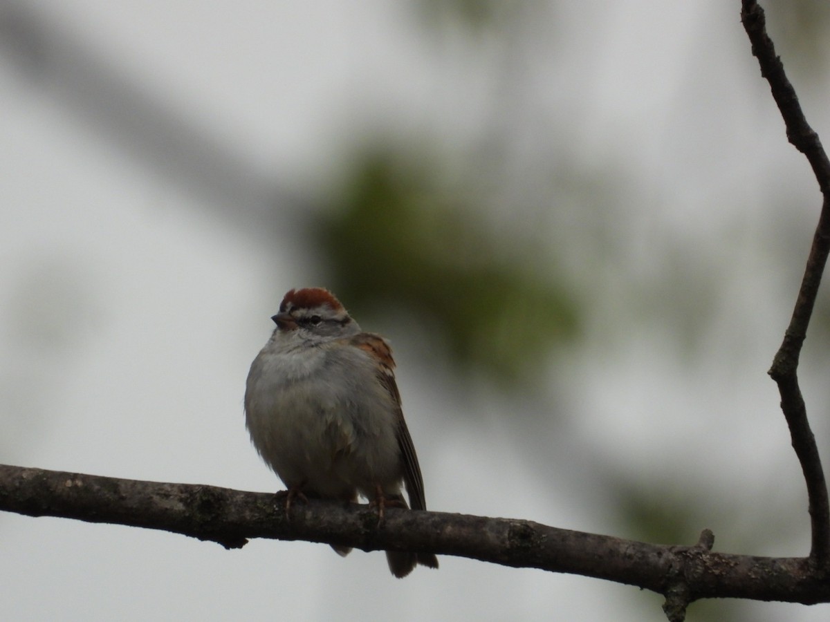 ML633283565 - Chipping Sparrow - Macaulay Library