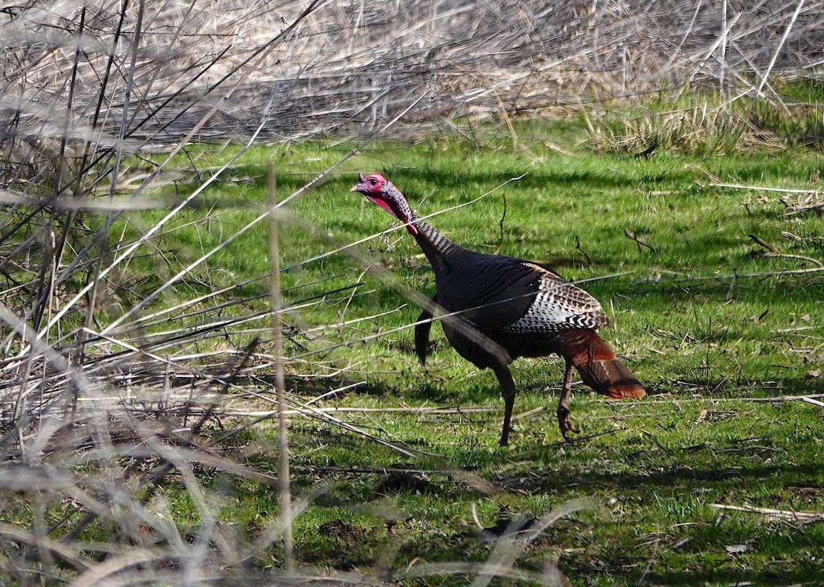 eBird Checklist - 6 Apr 2025 - Lovejoy Sanctuary (private residence ...
