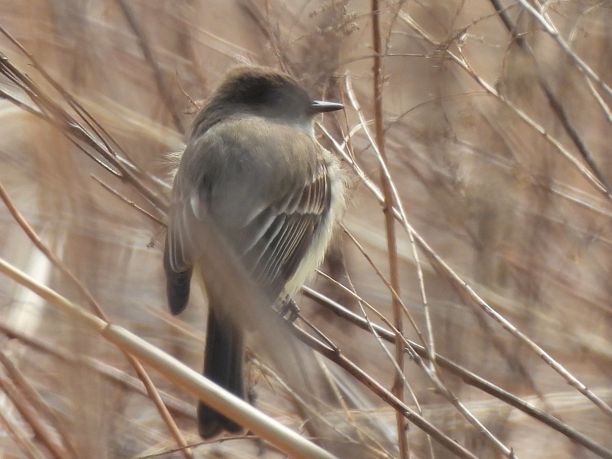 eBird Checklist - 6 Apr 2025 - Nichols Arboretum - 32 species