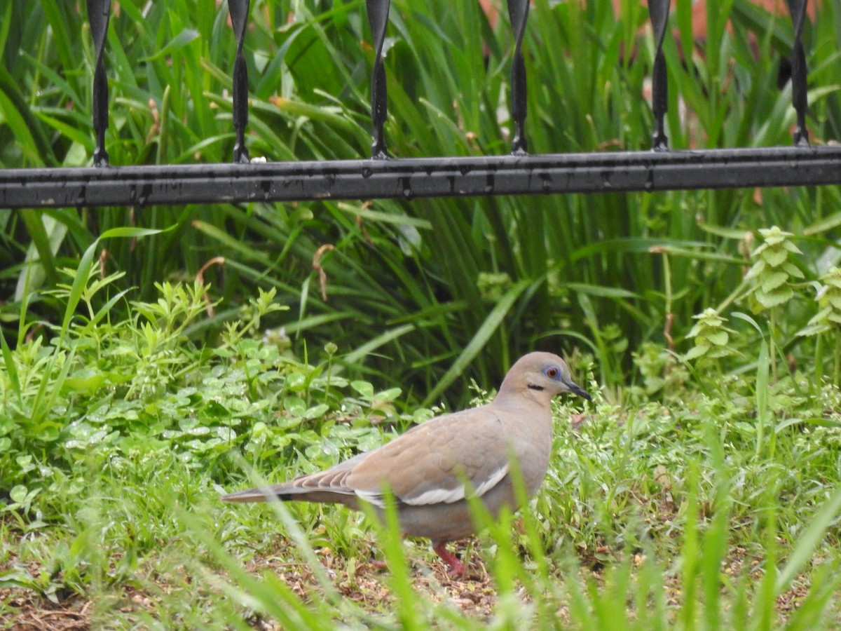 eBird Checklist - 6 Apr 2025 - Forrest Green Dr - 1 species