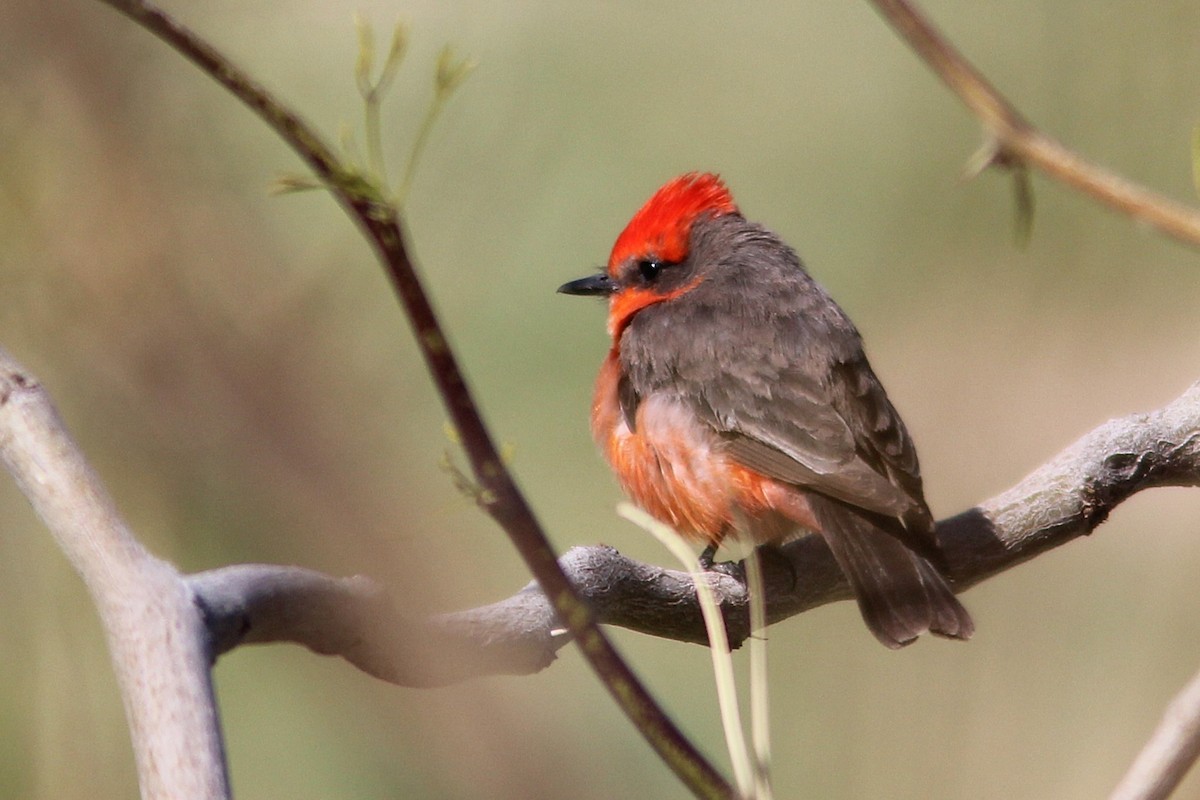 eBird Checklist - 6 Apr 2025 - Picacho Hills - 33 species