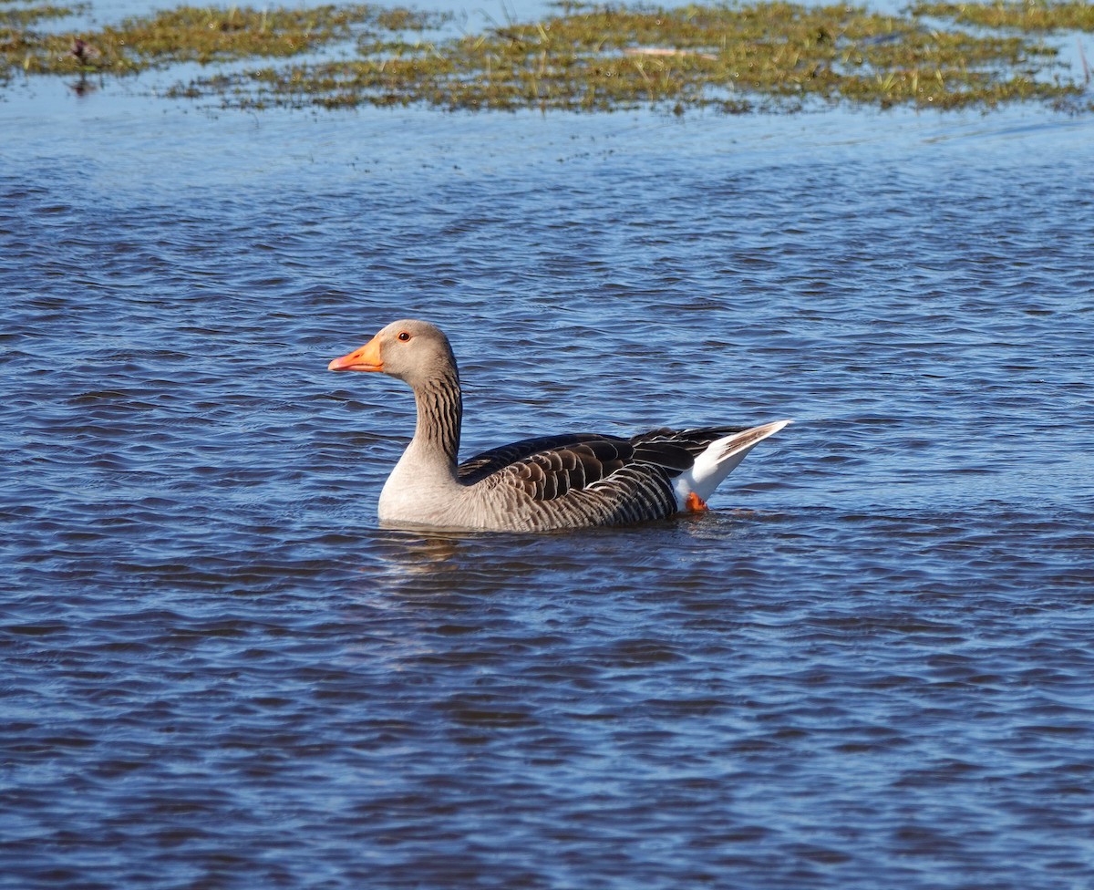 eBird Checklist - 6 Apr 2025 - Stodmarsh NNR - 52 species