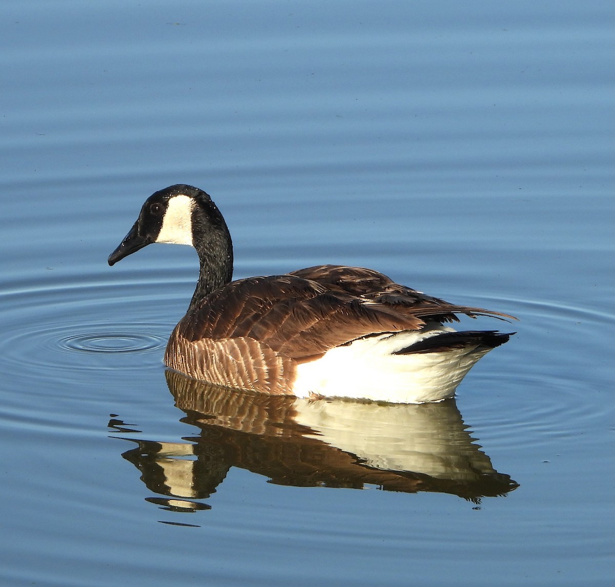 eBird Checklist - 6 Apr 2025 - UCSB North Campus Open Space (formerly ...