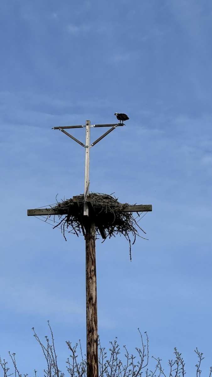 eBird Checklist - 5 Apr 2025 - Sauvie Island--Rentenaar Rd. - 16 species