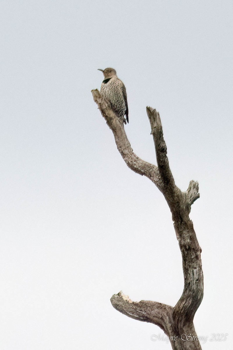 eBird Checklist - 6 Apr 2025 - Ray Roberts Lake SP--Isle du Bois (PPW-W 107) - 27 species