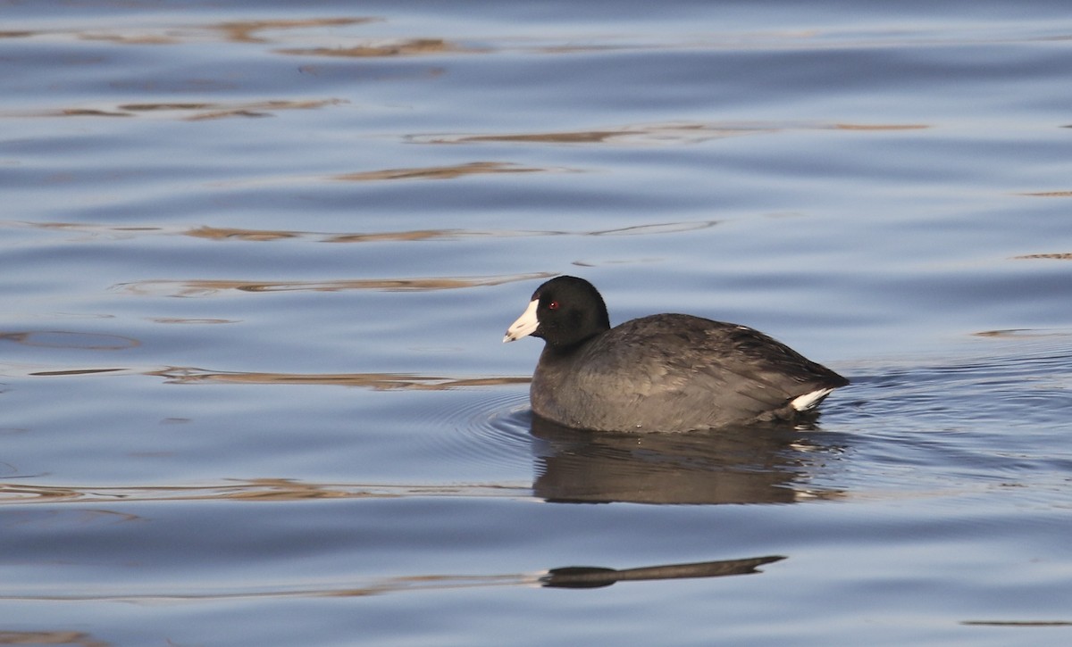 eBird Checklist - 6 Apr 2025 - Lake Wanahoo - 39 species