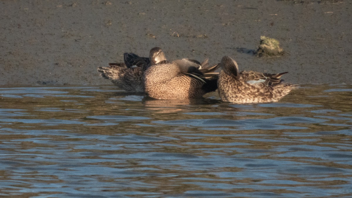 eBird Checklist - 5 Apr 2025 - Arcata Marsh and Wildlife Sanctuary - 51 ...