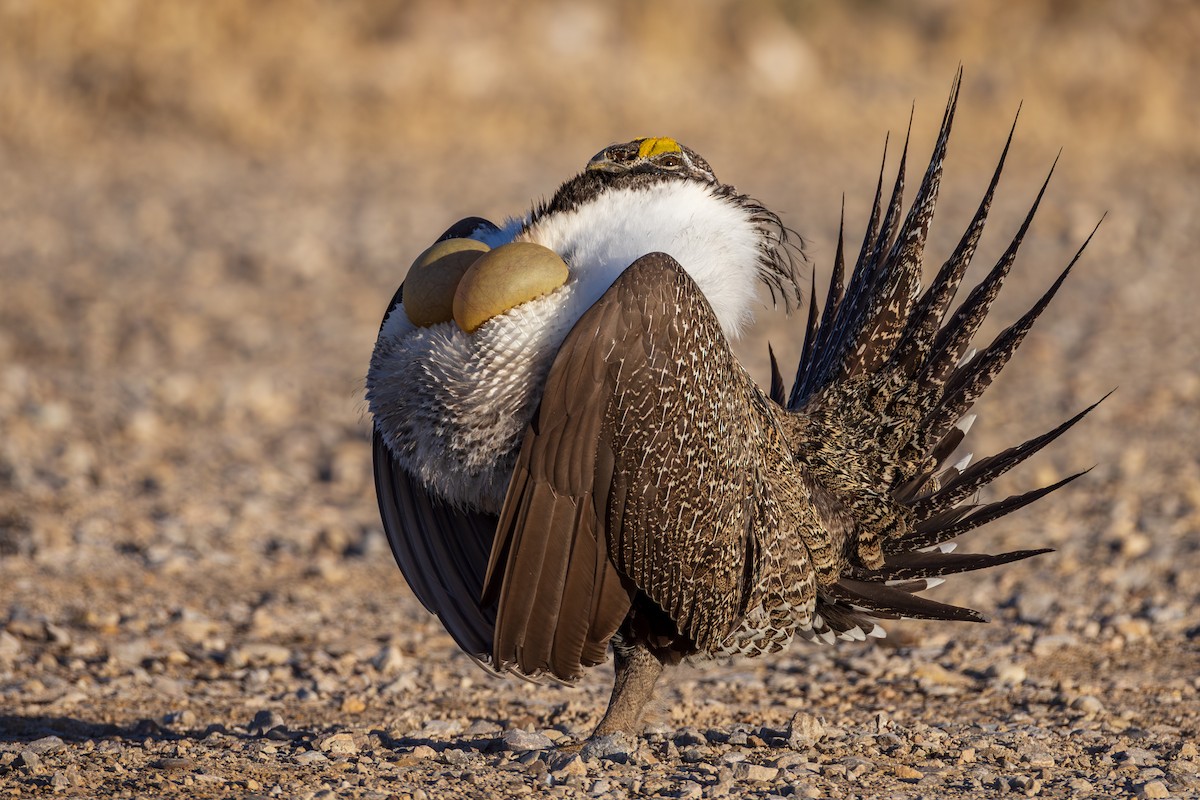 ML633318205 - Greater Sage-Grouse - Macaulay Library