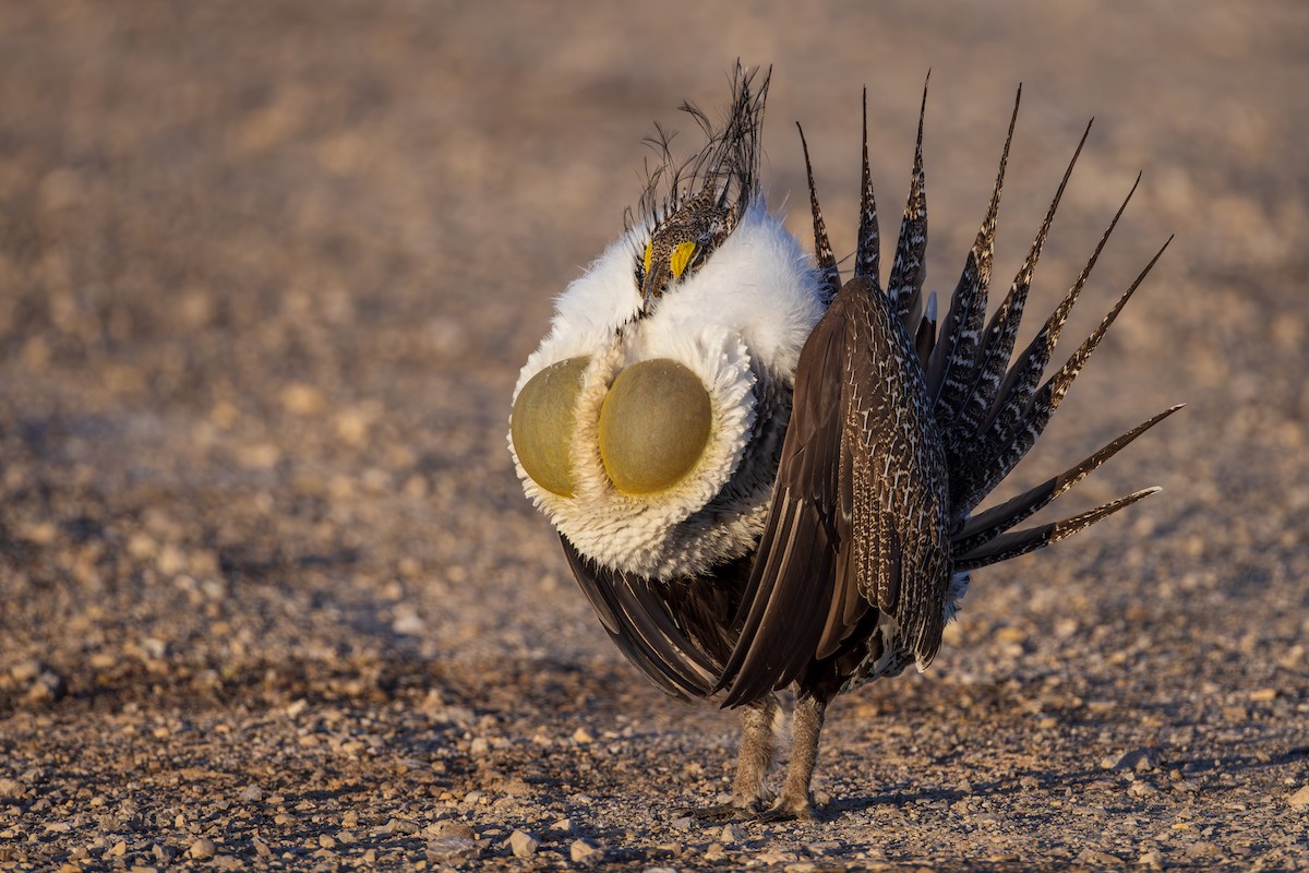 ML633318211 - Greater Sage-Grouse - Macaulay Library