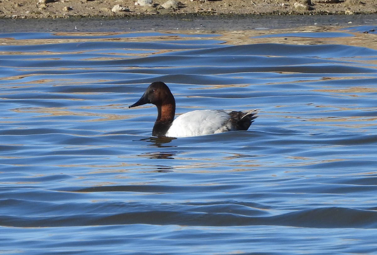 eBird Checklist - 6 Apr 2025 - Lower River Road Ponds - 25 species