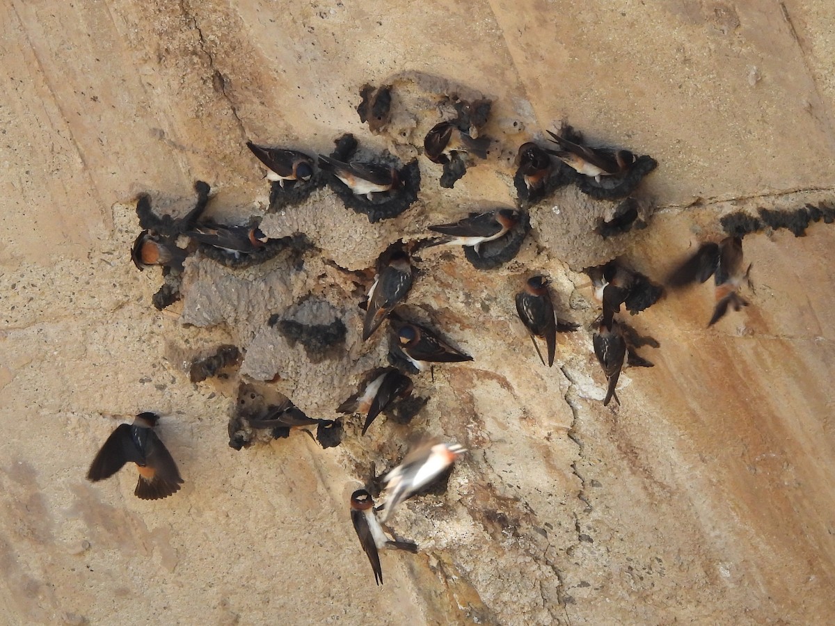 eBird Checklist - 6 Apr 2025 - Gillespie Dam - 14 species