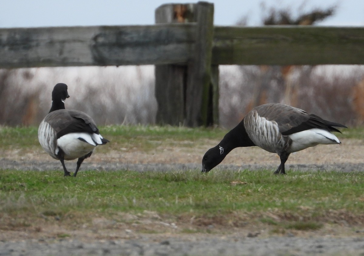 eBird Checklist - 6 Apr 2025 - Hammonasset Beach SP - 56 species