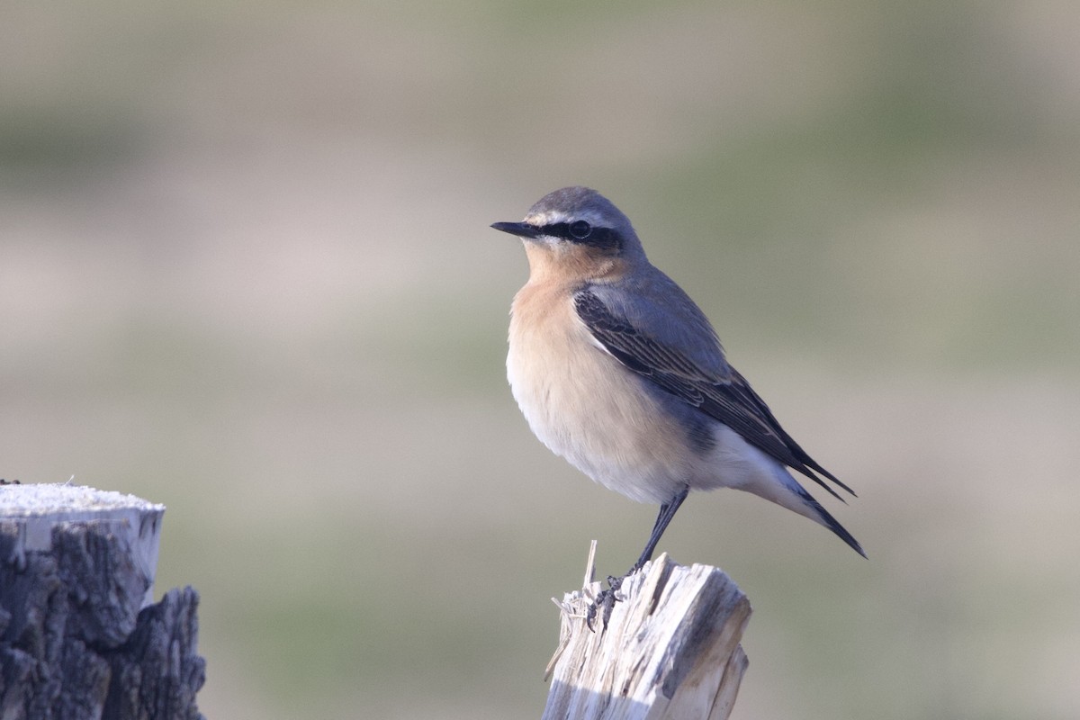 eBird Checklist - 6 Apr 2025 - Tierra del Sol Golf Course - 12 species