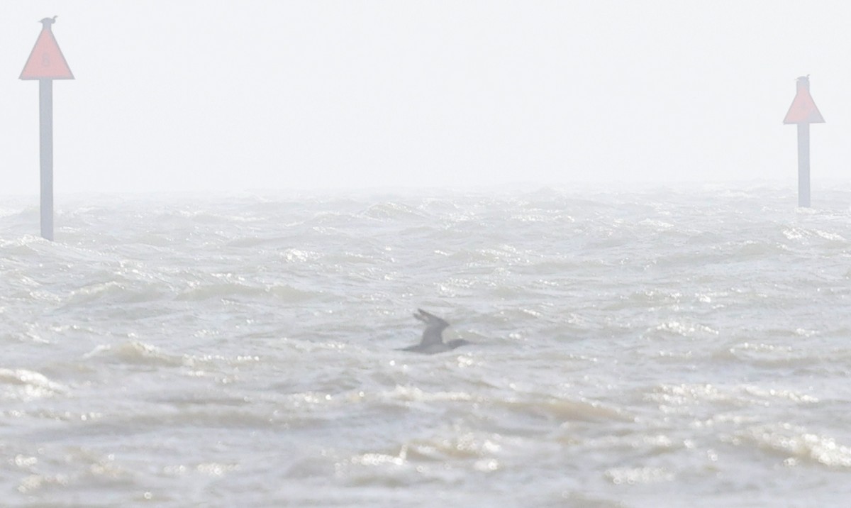eBird Checklist - 6 Apr 2025 - Dauphin Island--East End Boat Ramp - 35 ...