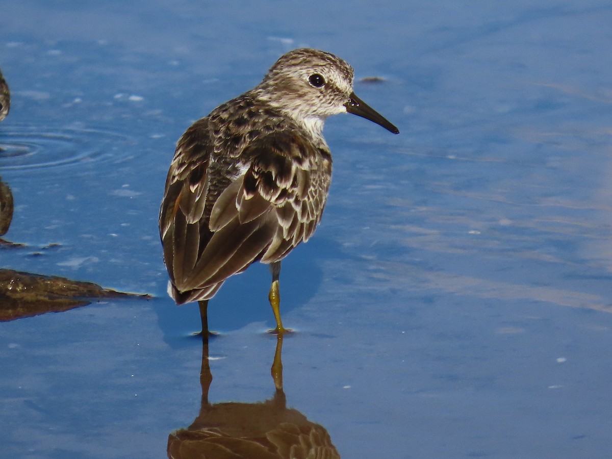 eBird Checklist - 6 Apr 2025 - San Carlos Lake (Graham Co.) - 33 species