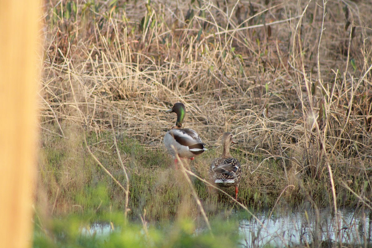 eBird Checklist - 6 Apr 2025 - Merced NWR--Auto Tour Route (4.8-mile ...