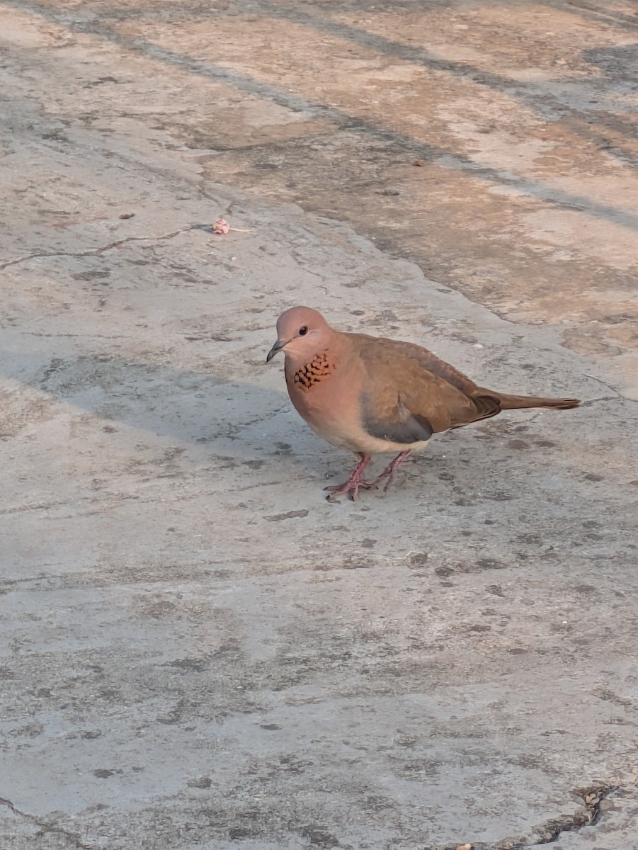 eBird Checklist - 7 Apr 2025 - Madhi, Uttarakhand, IN (30.234, 78.81 ...