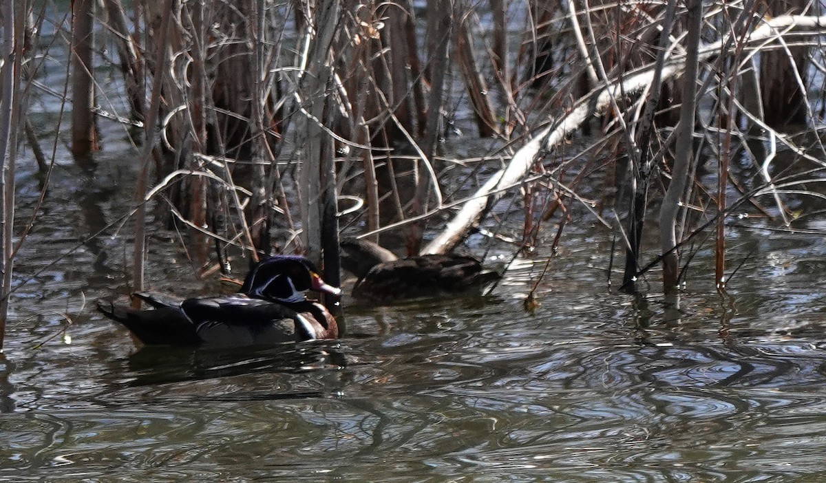 eBird Checklist - 6 Apr 2025 - Jackson Flat Reservoir - 43 species