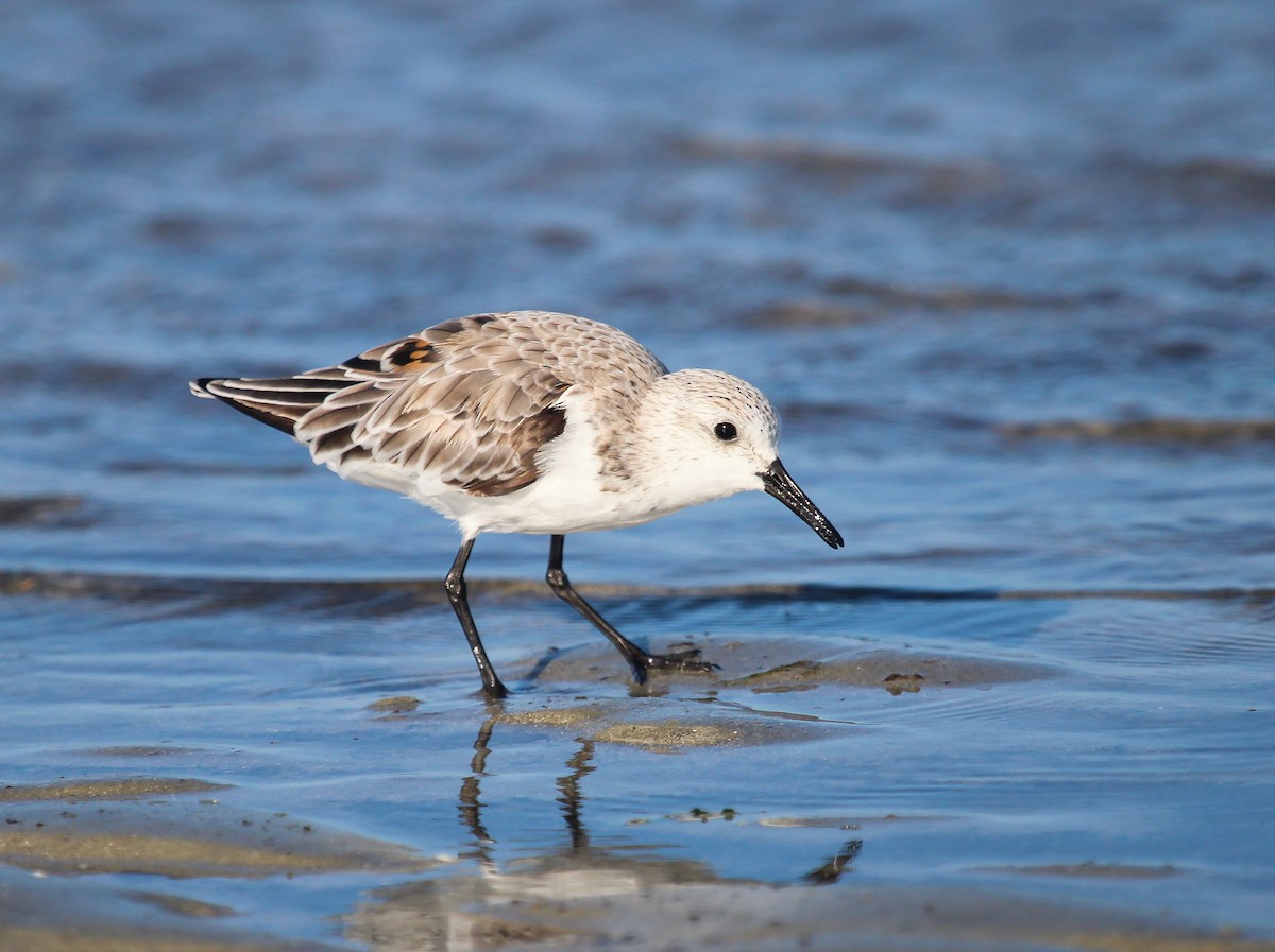 eBird Checklist - 5 Apr 2025 - Hunting Island SP--North Spit - 27 species