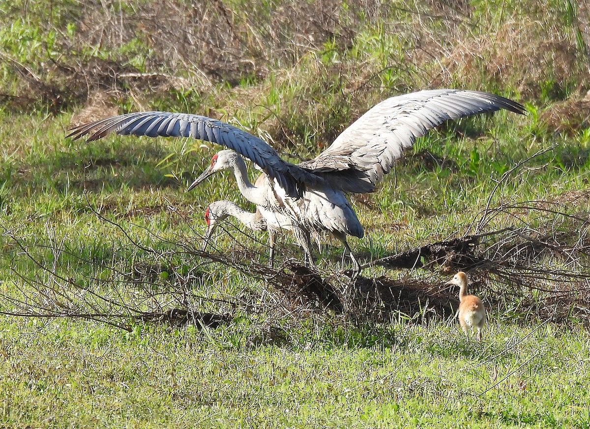 eBird Checklist - 7 Apr 2025 - Timber Oaks - 28 species (+1 other taxa)