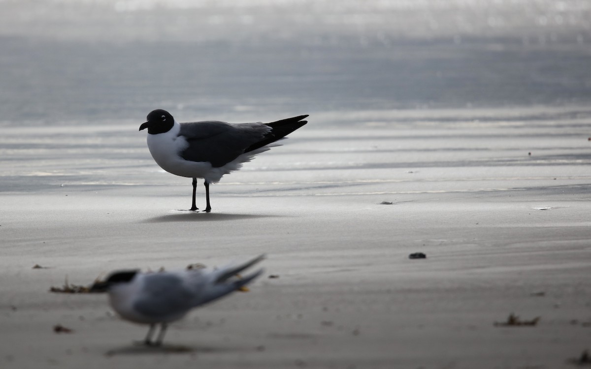 eBird Checklist - 6 Apr 2025 - Packery Channel Jetties - 17 species