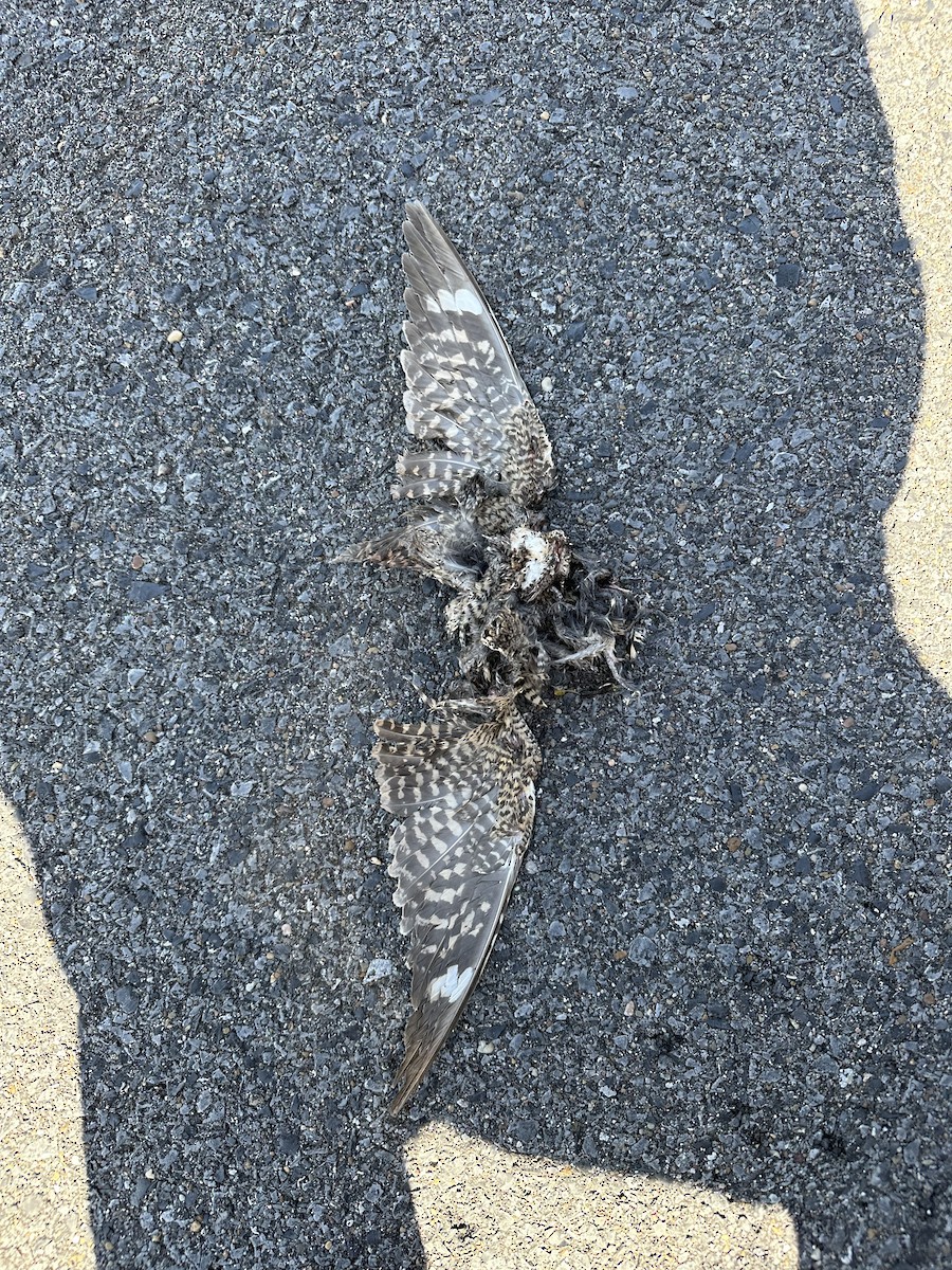 ML633348221 - Lesser Nighthawk - Macaulay Library