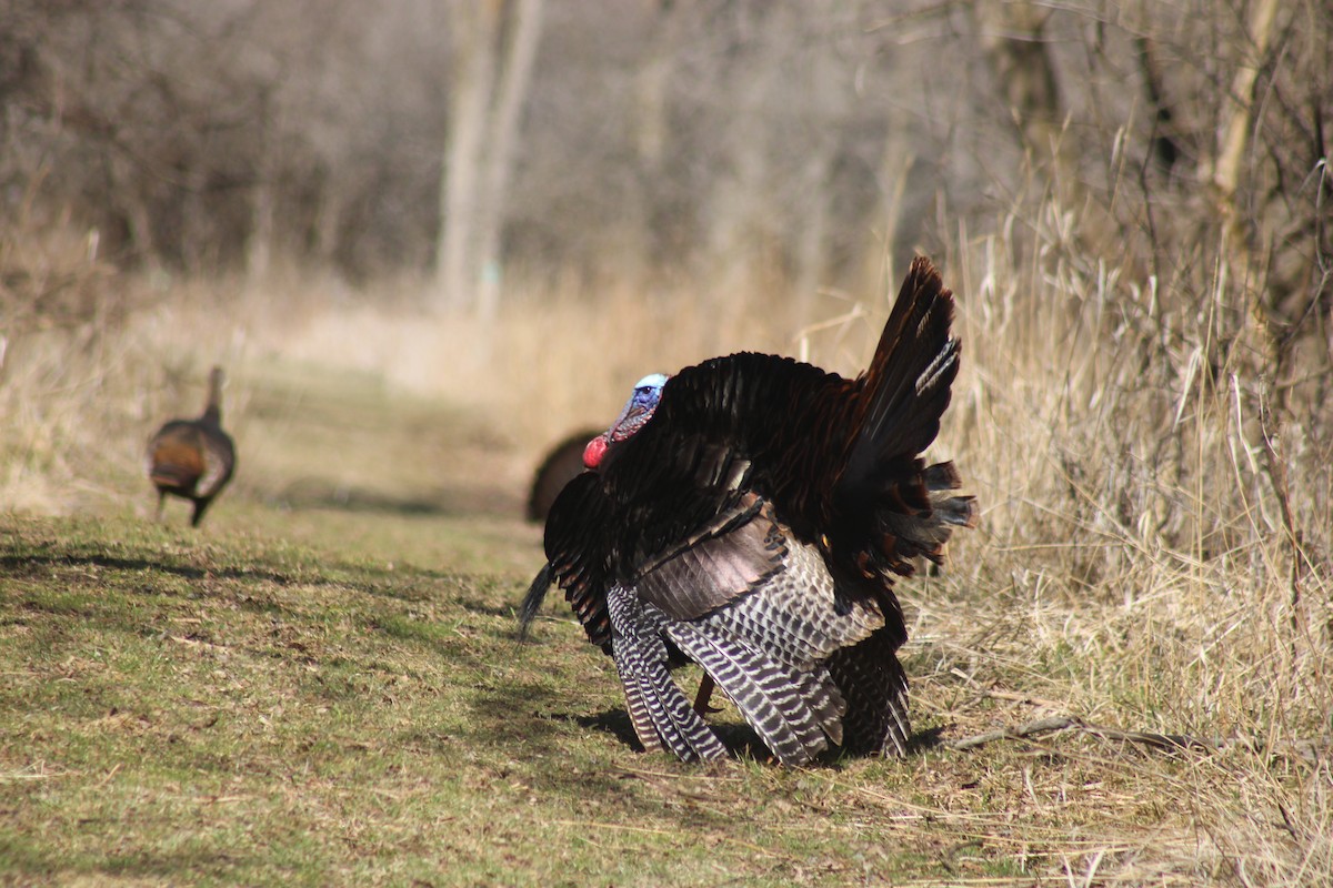 eBird Checklist - 6 Apr 2025 - Chippewa Nature Center - 32 species