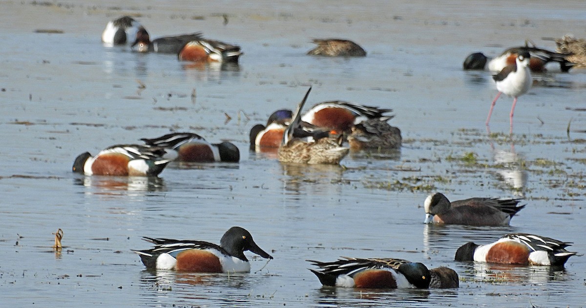 eBird Checklist - 7 Apr 2025 - Helena Valley Regulating Reservoir--West ...